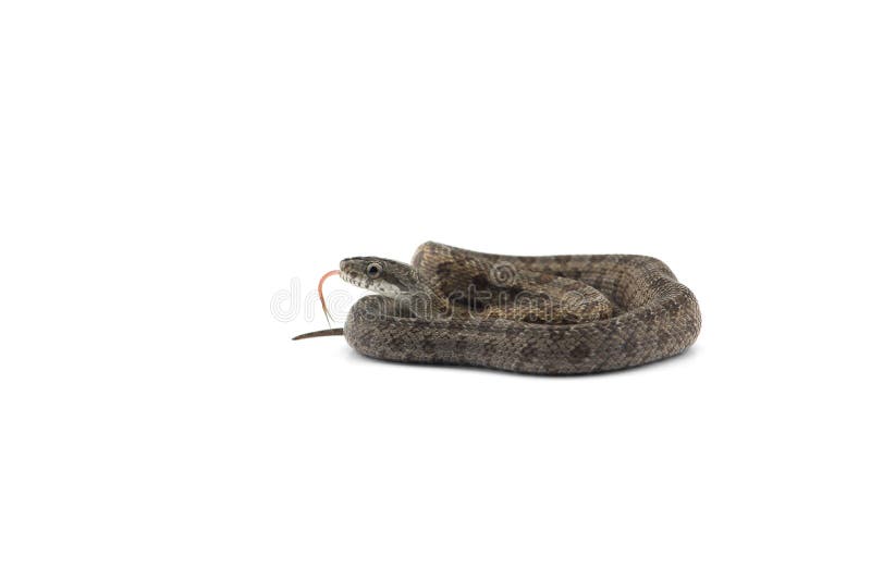 Beautiful Colorfull Rat Snake Isolated on White Background Stock Photo ...