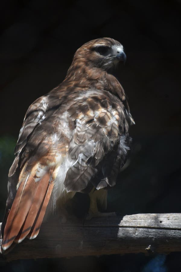 Beautiful Tail on the Red Tail Hawk Stock Photo - Image of wild, raptor ...