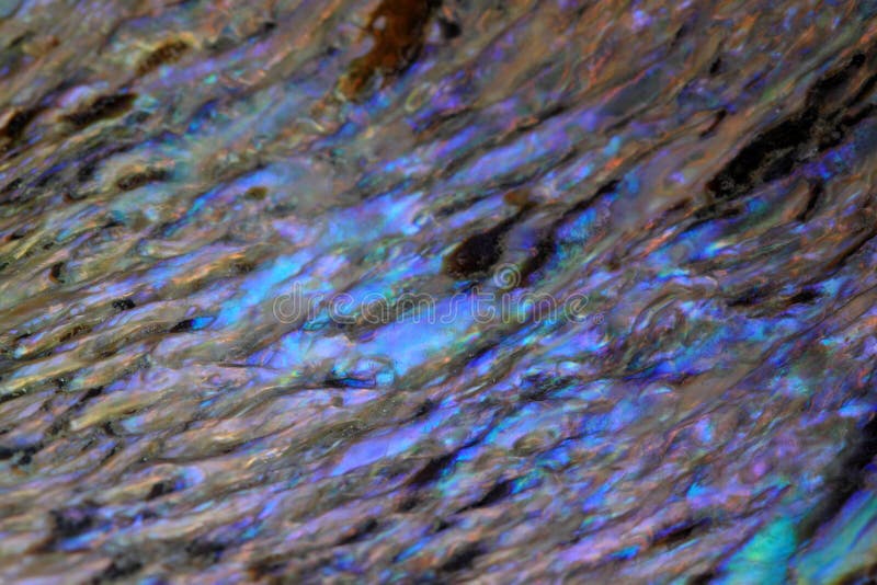 Beautiful Colors of Abalone Shell Stock Image - Image of shell ...