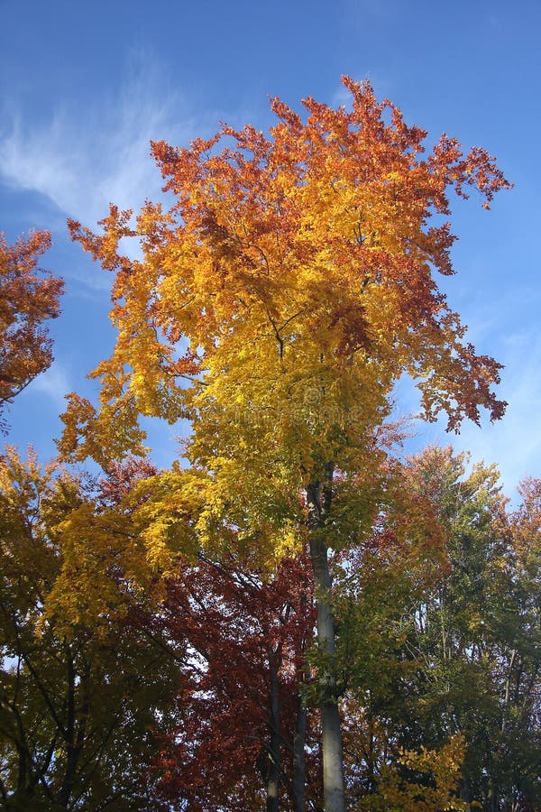 Beautiful Colors of a Beech in Fall or Autumn Stock Photo - Image of ...