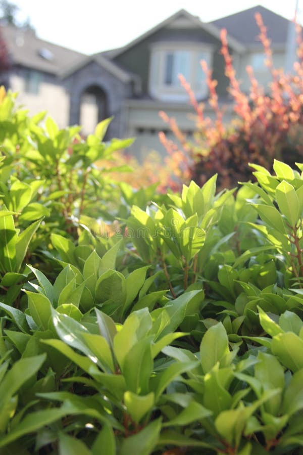 Beautiful Colors of this Bush Under the Sun Stock Photo - Image of ...