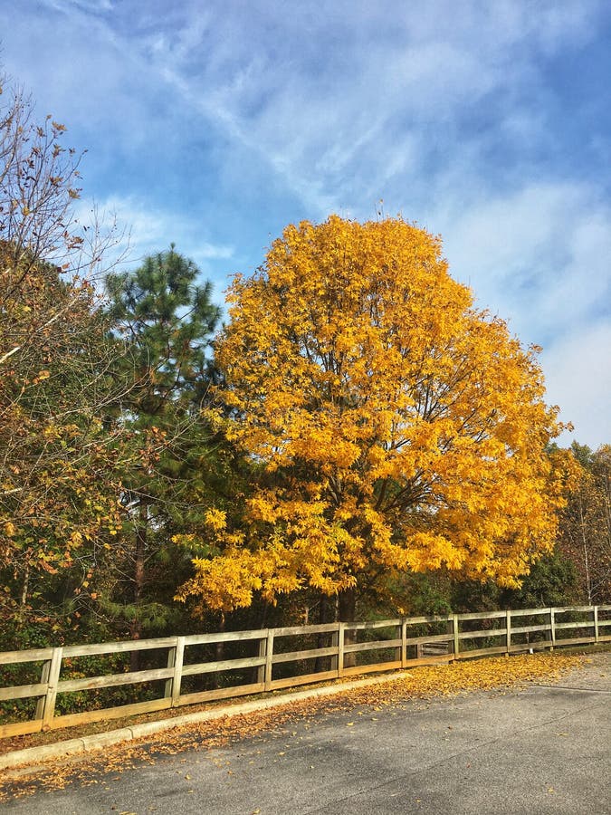 Beautiful colors this fall stock photo. Image of yellow - 103823548