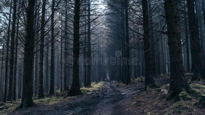 Beautiful Colors of the Forest in Ireland Stock Photo - Image of grass ...