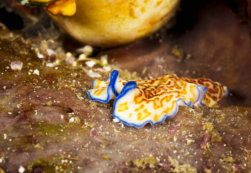 The Beautiful Colors of Nudibranches Stock Image - Image of bahamas ...