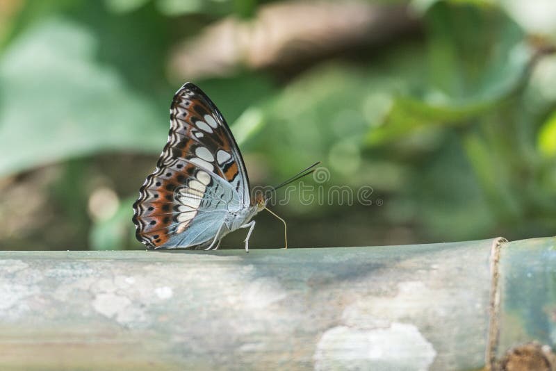 A resting butterfly stock image. Image of nymphalidae - 223043077