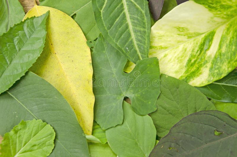 Beautiful Colors of Variety Leaf Texture Stock Image - Image of color ...