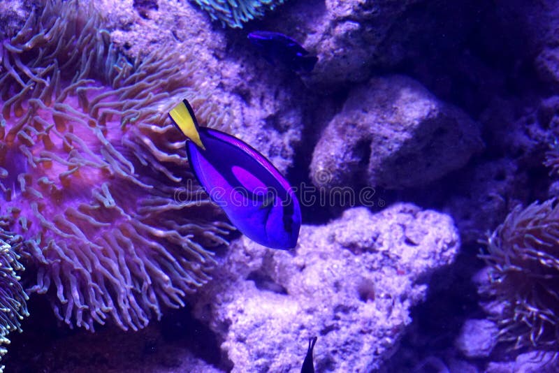 Beautiful colour of dory stock photo. Image of animal - 145422142