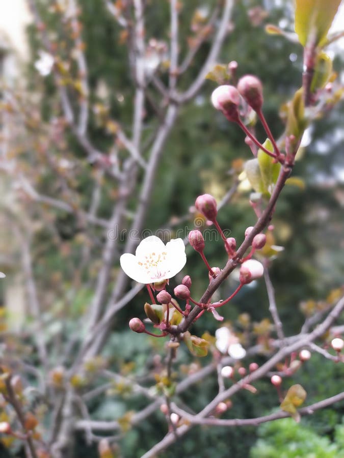 The Beautiful Colour of Flower on Spring 2020 Stock Image - Image of ...