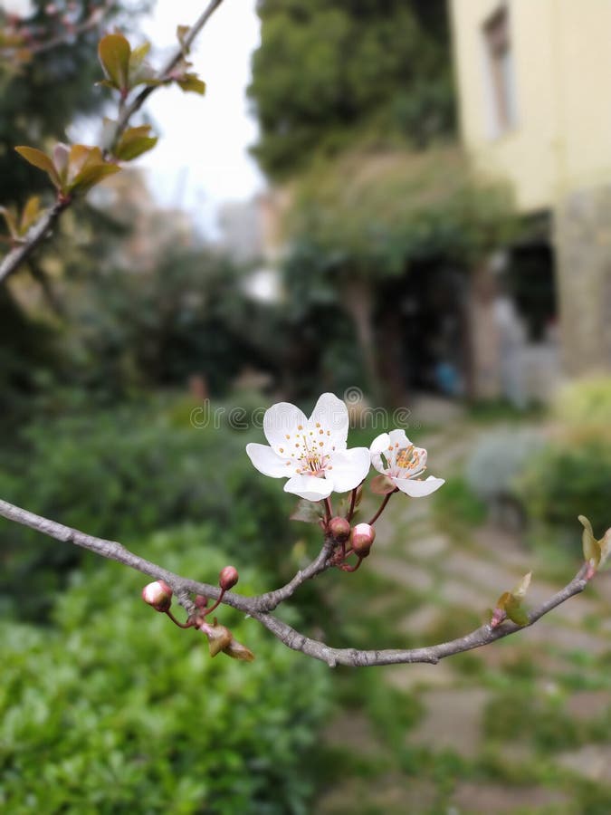 The Beautiful Colour of Flower on Spring 2020 Stock Photo - Image of ...