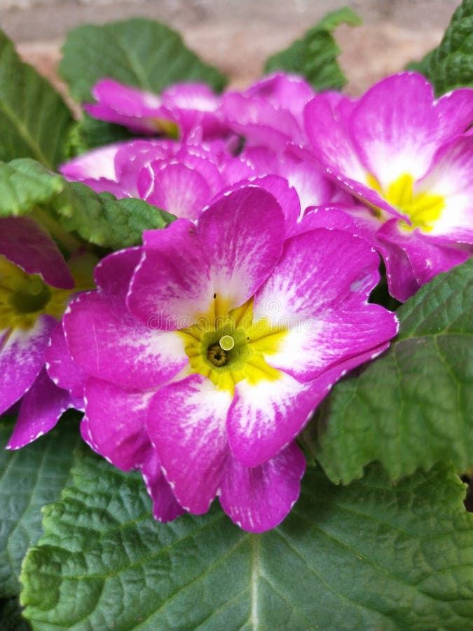 The Beautiful Colour of Flower on Spring 2020 Stock Image - Image of ...