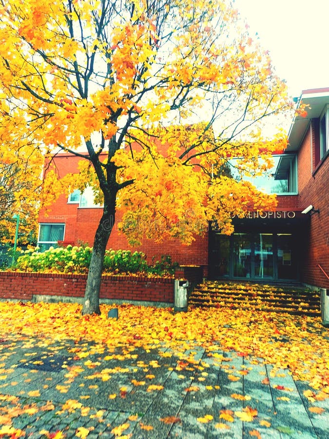 Beautiful Colour Tree editorial image. Image of branch - 231211535