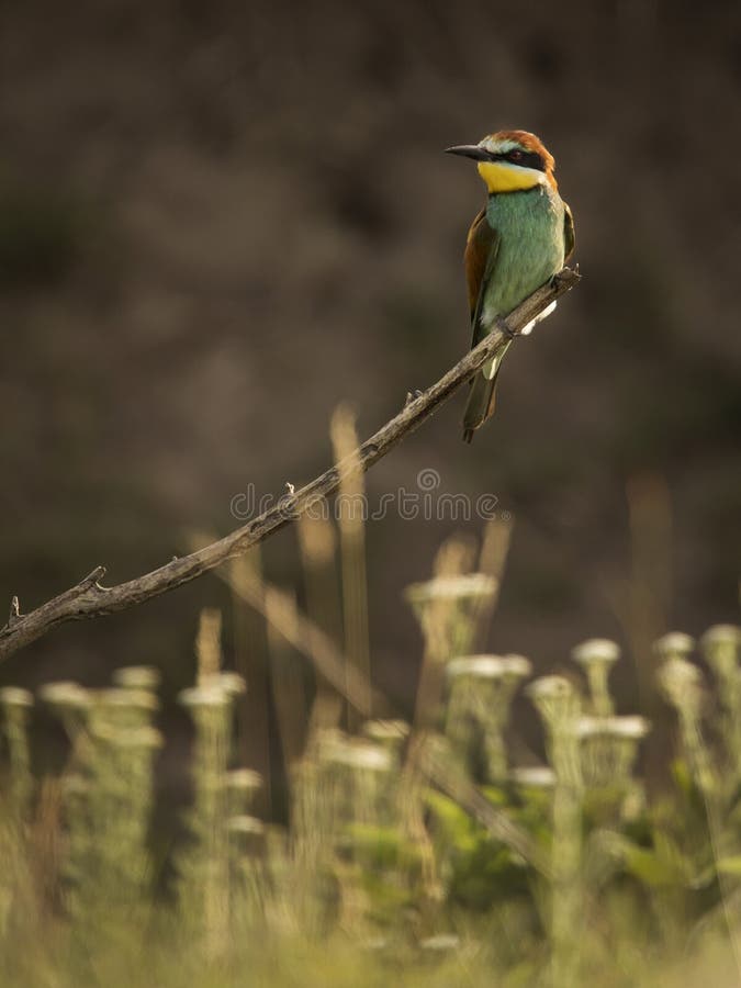 Doph Background Stock Photos - Free & Royalty-Free Stock Photos from ...