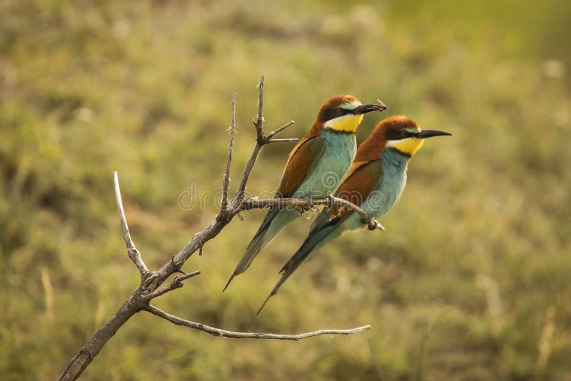 Doph Background Stock Photos - Free & Royalty-Free Stock Photos from ...