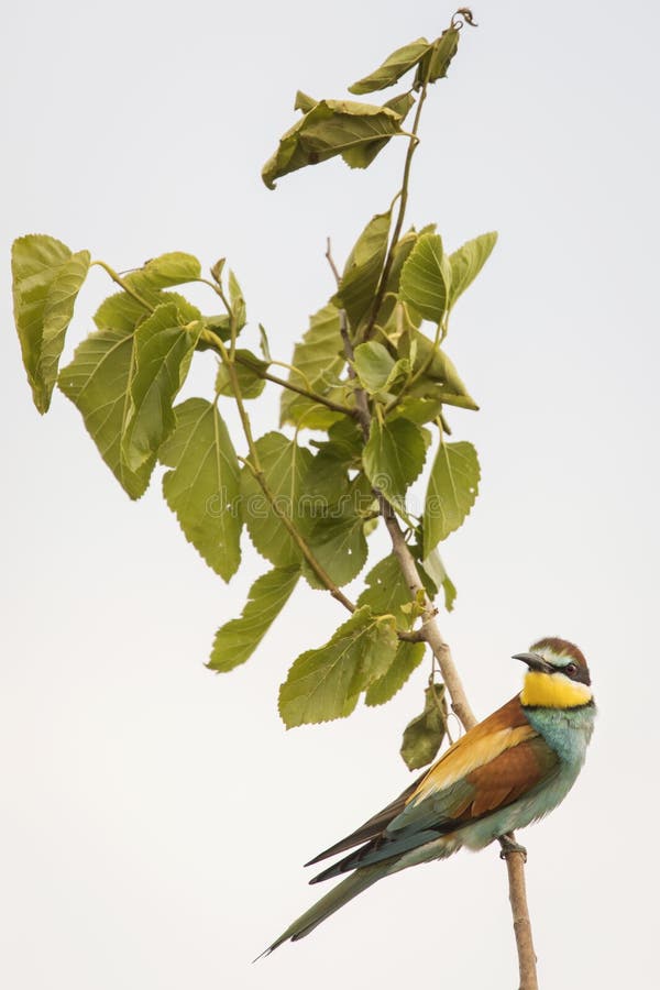 Doph Background Stock Photos - Free & Royalty-Free Stock Photos from ...