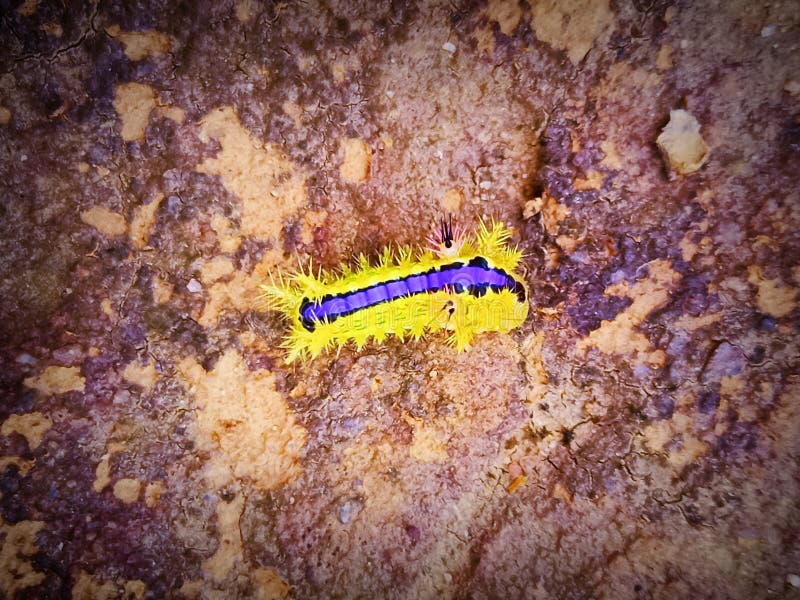 Beautiful Colourful Caterpillar Stock Image - Image of organism ...