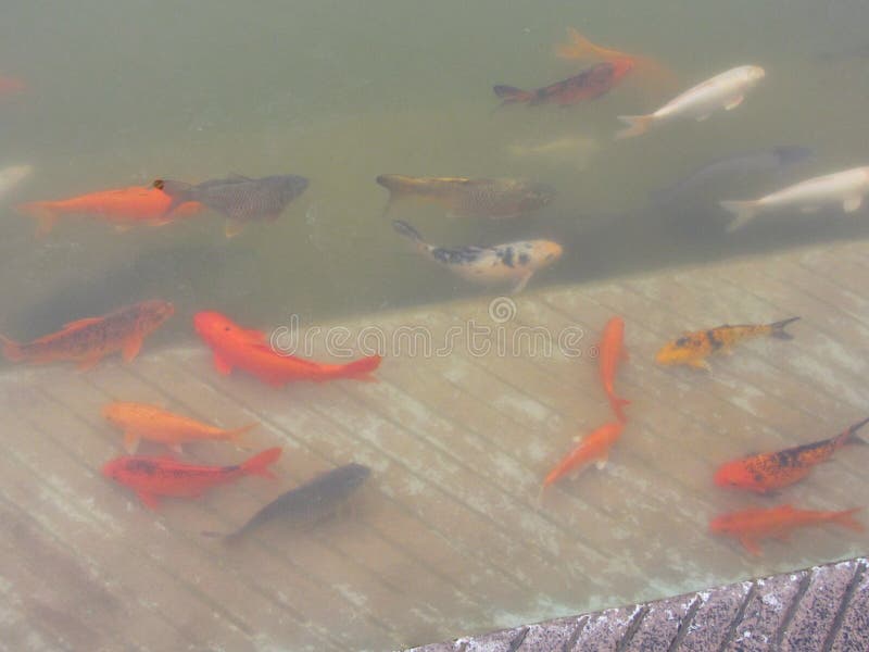 Beautiful Colourful Fish in the Pond Stock Image - Image of goldfish ...