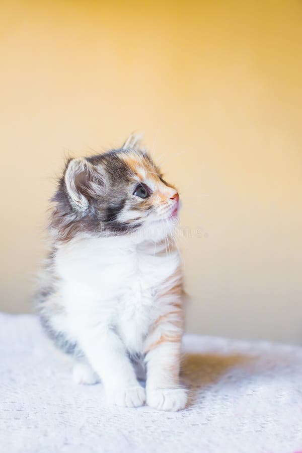 Beautiful and Colourful Kitty Sitting on the Table. Age 3 Months Stock ...