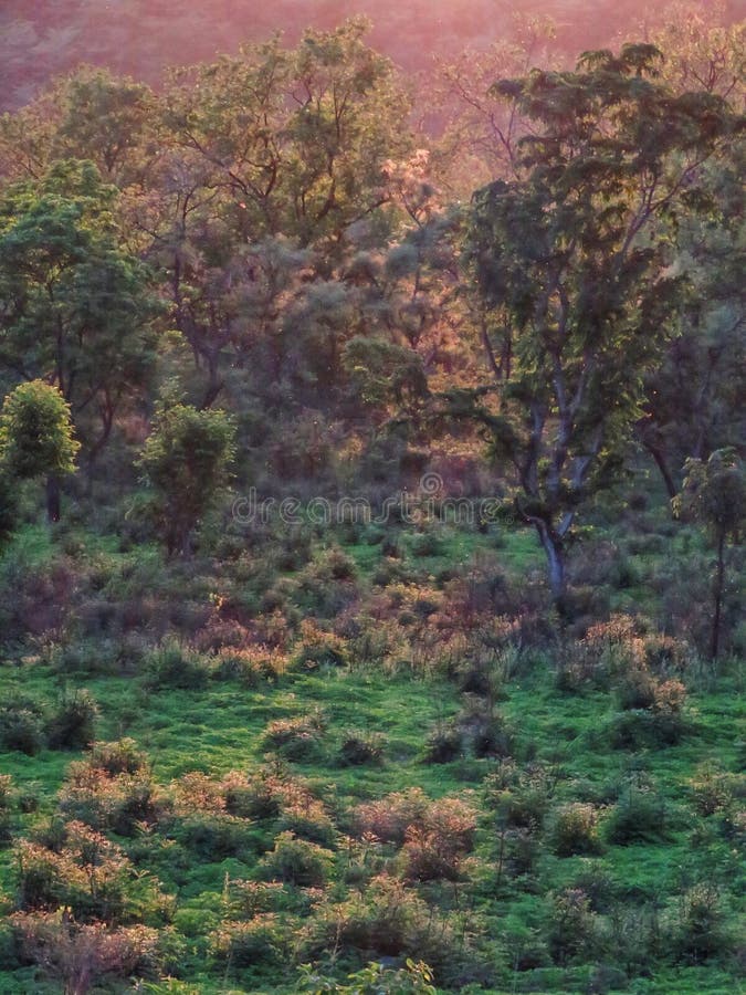 Beautiful and Colourful Landscape Photos of Jungle Stock Photo - Image ...