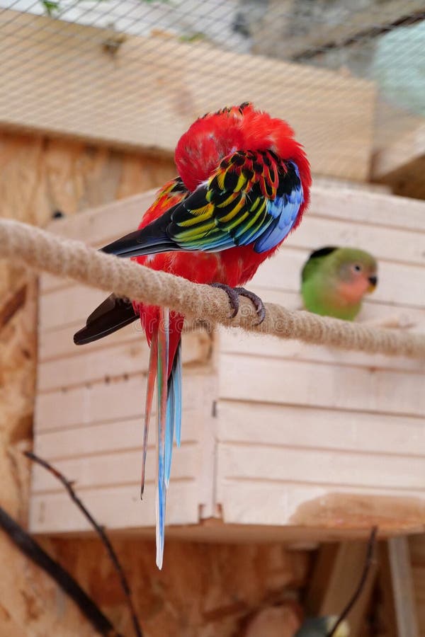 Beautiful Colourful Parrot Hid His Head Under the Wing Stock Image ...