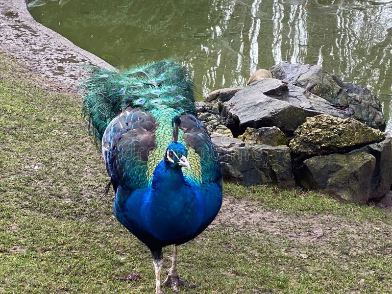 The big peacock in a zoo stock photo. Image of blizzard - 183999634