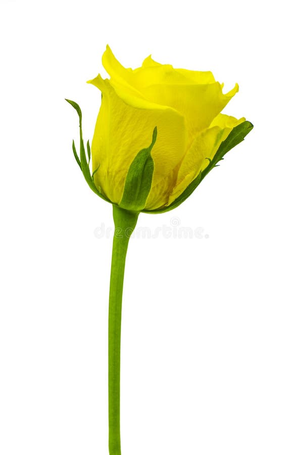 Beautiful Colourful Single Yellow Rose Stock Image - Image of blooming ...