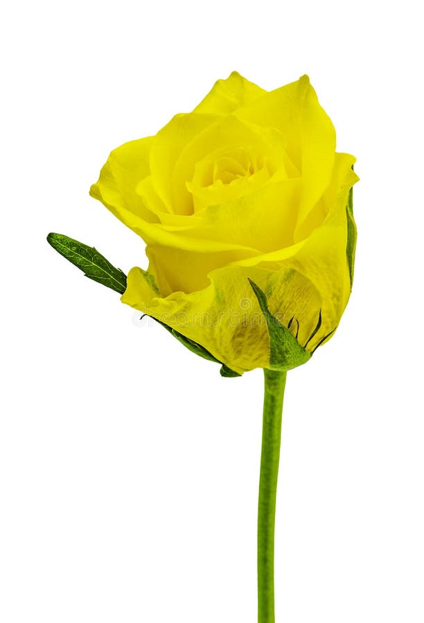Beautiful Colourful Single Yellow Rose Stock Photo - Image of plants ...