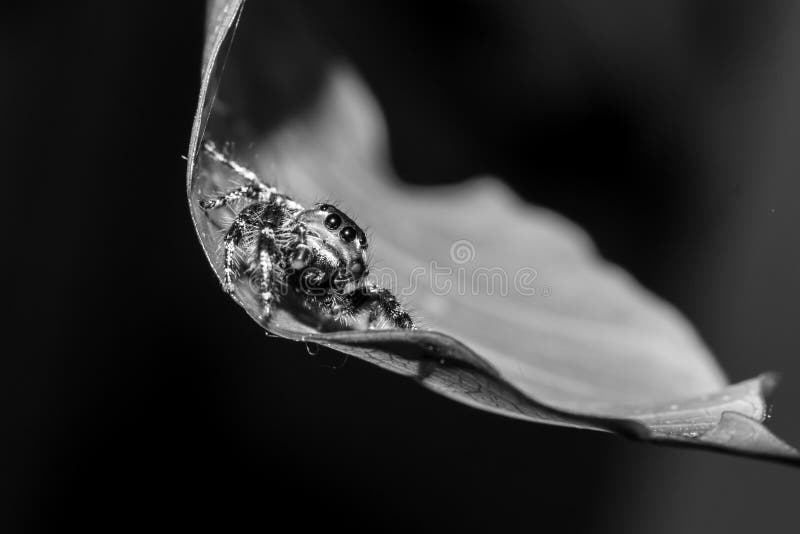 A Beautiful and Colourful Spider is Hanging from a Tree Stock Image ...