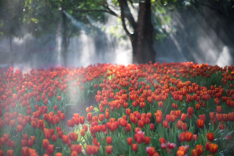 Beautiful Colourful Tulip Flowers Background in Spring Stock Photo ...