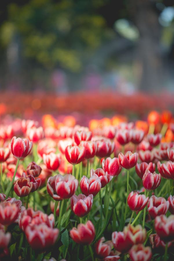 Beautiful Colourful Tulip Flowers Background in Spring Stock Photo ...