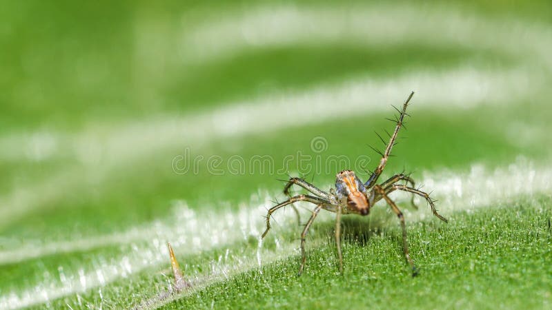 Beautiful Colourful Wild Spider from Tropical Rainforest Stock Image ...