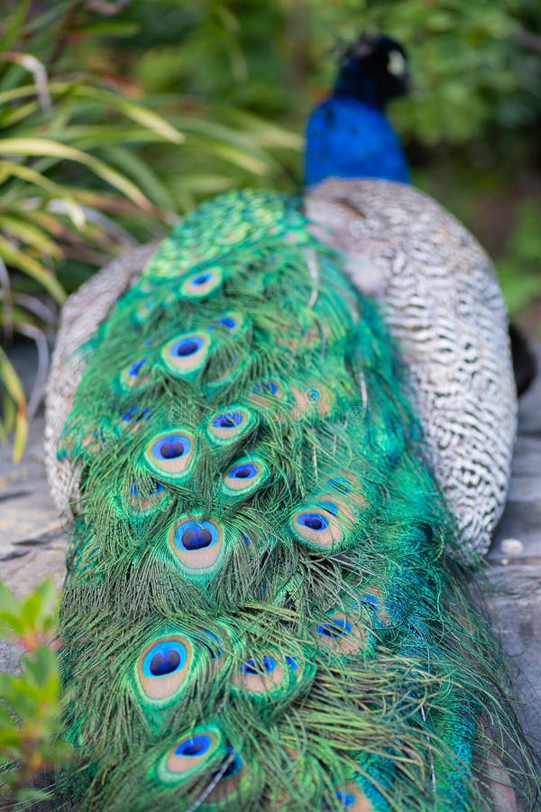 Beautiful Colours of a Peacock Stock Image - Image of peafowl, green ...