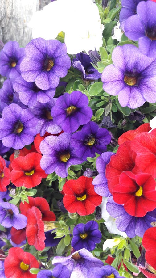 Beautiful colours stock image. Image of summers, colours - 96532735