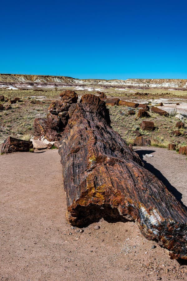 Petrified Trees in Petrified Forest National Park Stock Photo - Image ...