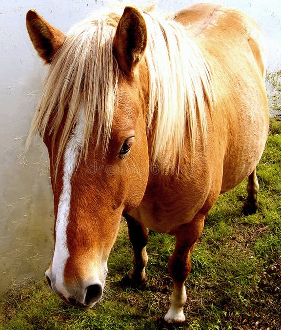 Beautiful colt stock image. Image of grass, equestrian - 7322493