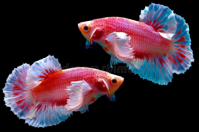 Beautiful Combination Colors of Halfmoon Double Tail Betta Fish Stock ...