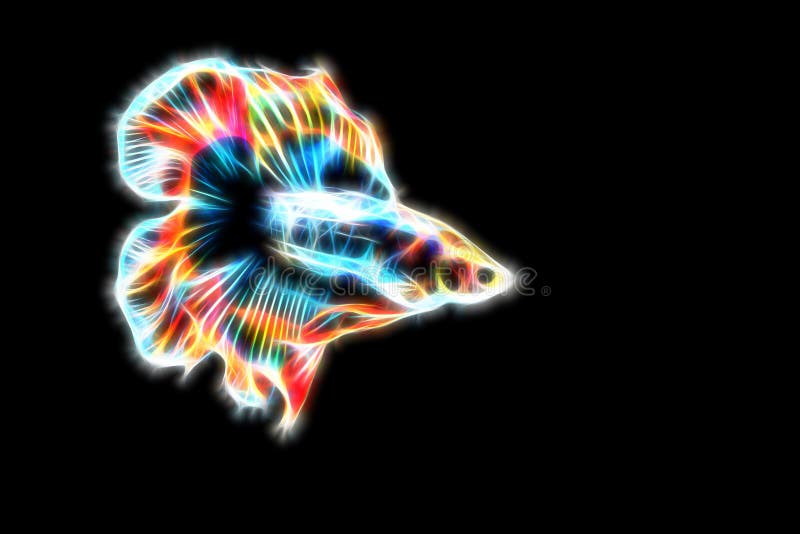 Beautiful Combination Colors of Halfmoon Double Tail Betta Fish Stock ...