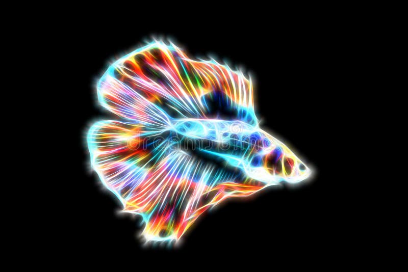 Beautiful Combination Colors of Halfmoon Double Tail Betta Fish Stock ...