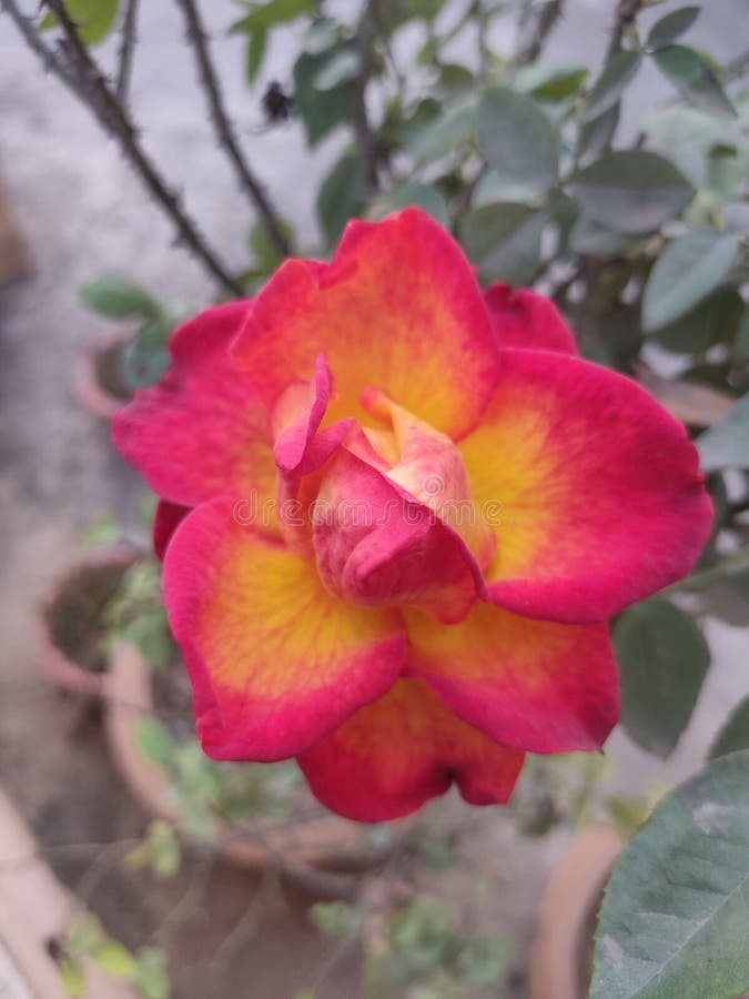 A Beautiful Combination of Pink and Yellow Rose Stock Photo - Image of ...