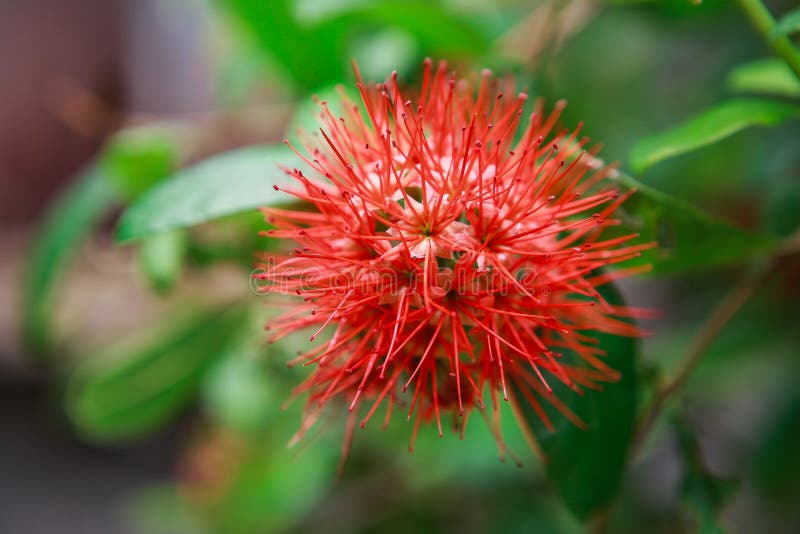Beautiful Red Combretaceae Flower Stock Image - Image of natural ...