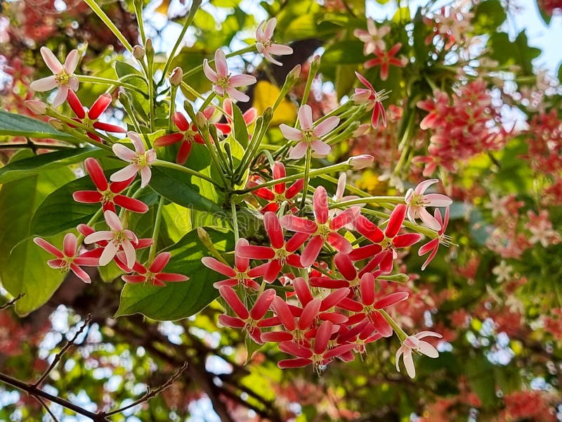 Beautiful Combretum Indicum Flowers Stock Photo - Image of rangoon ...