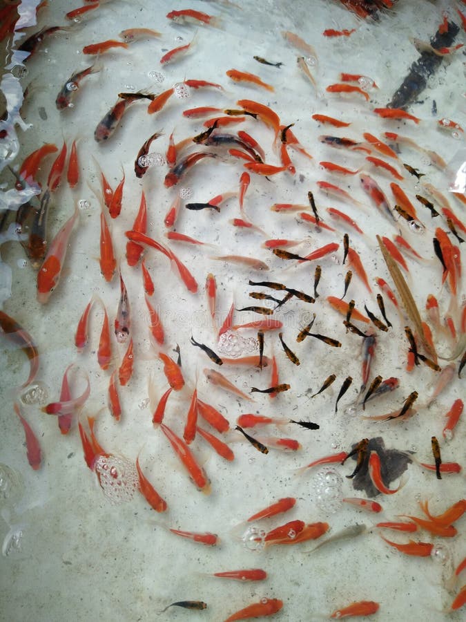 Beautiful Comet Fish in the Pond Stock Photo - Image of leaf, produce ...