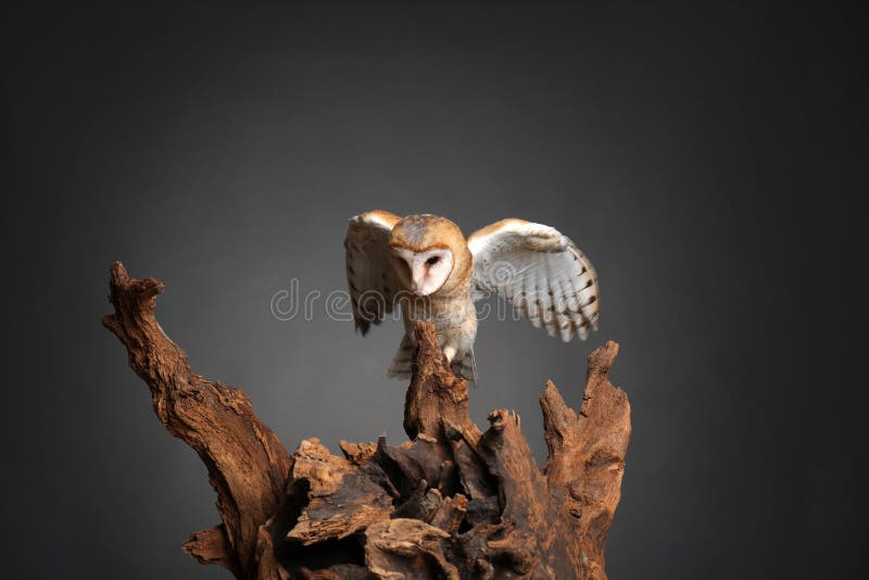 Beautiful Common Barn Owl on Tree Against Grey Background Stock Image ...
