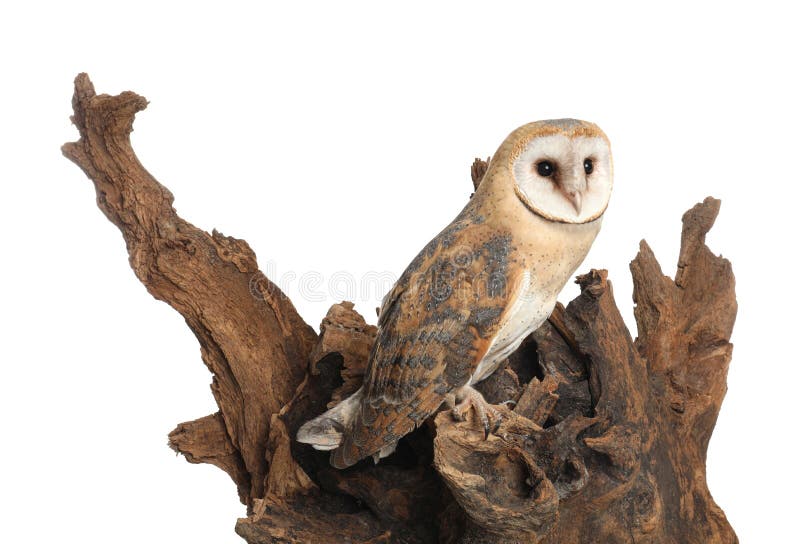 Beautiful Common Barn Owl on Tree Against White Background Stock Photo ...