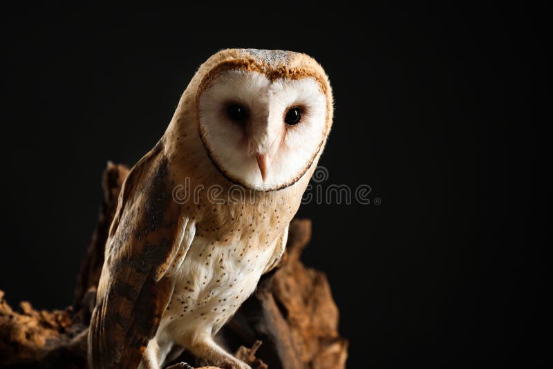 Beautiful Common Barn Owl on Tree Against Black Background Stock Photo ...