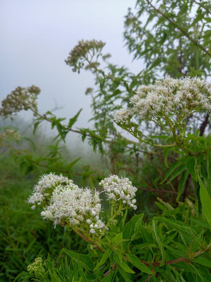 A Beautiful Common Boneset that Grows in the Forest Stock Photo - Image ...