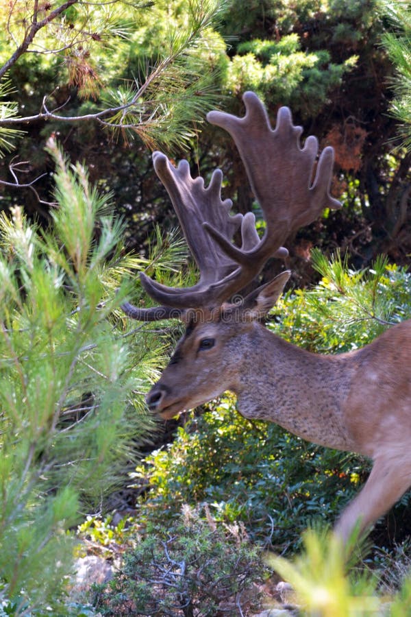 Beautiful Common Fallow Deer Stock Photo - Image of outdoor, grazing ...