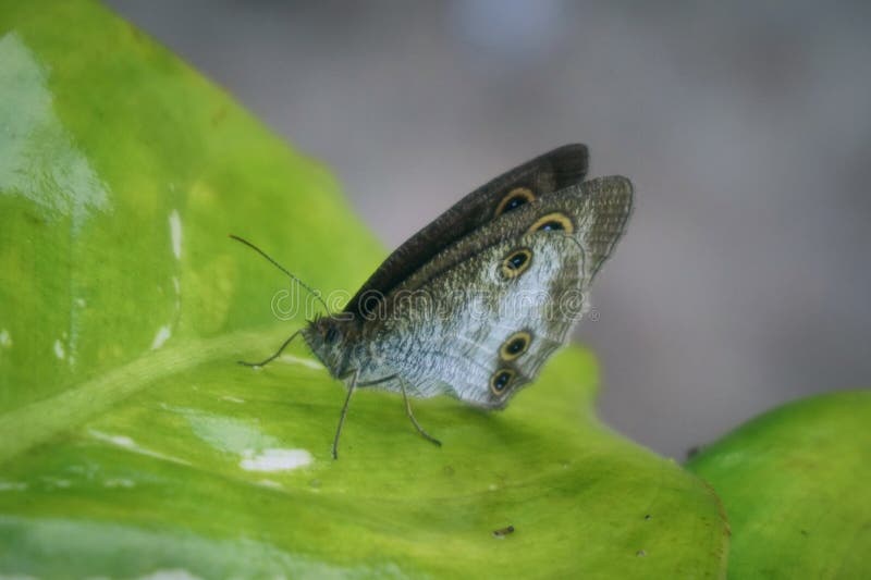 A Beautiful Common Five-ring Stock Photo - Image of wildlife, tropical ...