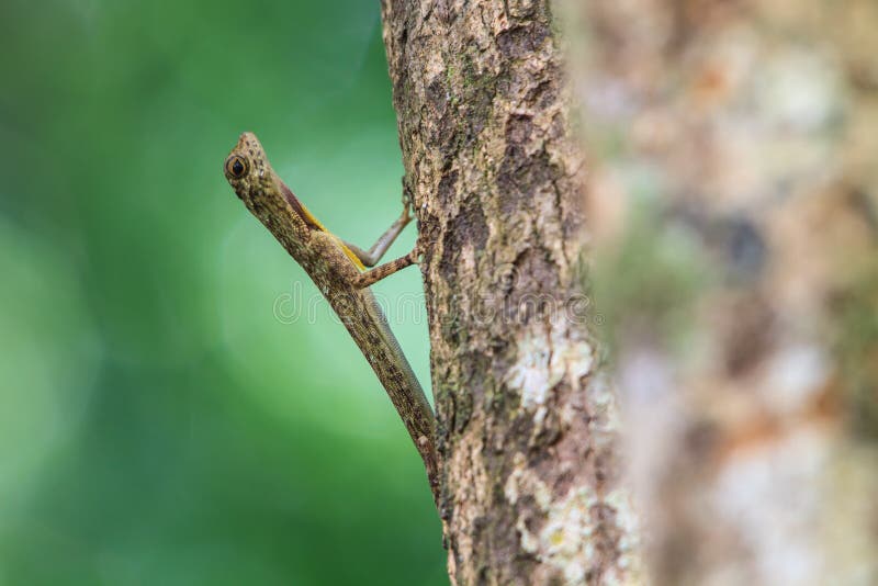 Beautiful Common Gliding Lizard or Common Flying Drago Stock Photo ...