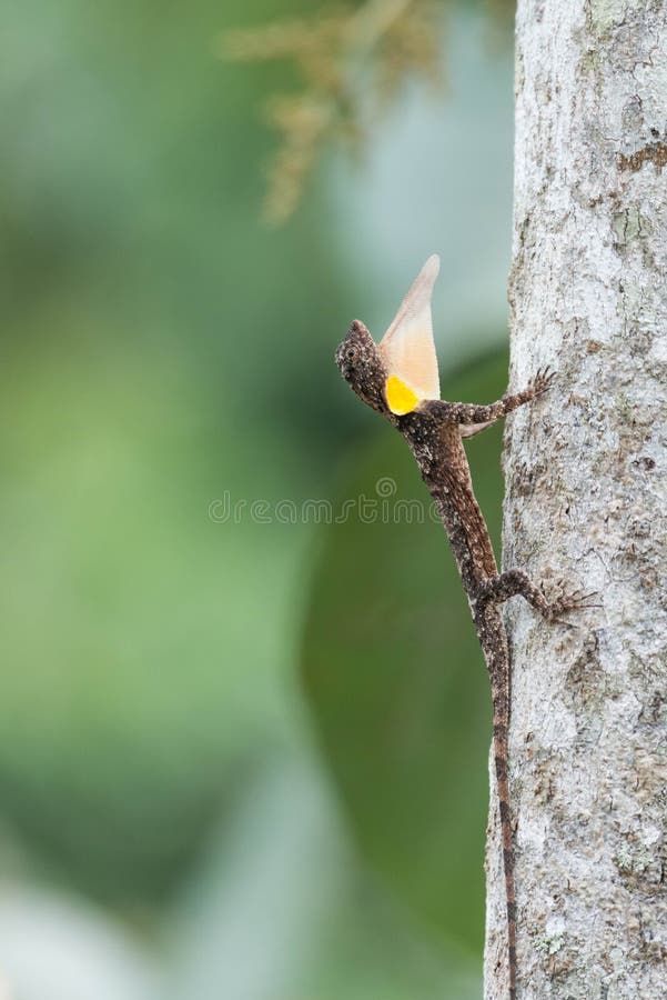 Beautiful Common Gliding Lizard or Common Flying Drago(Drago Volans) in ...