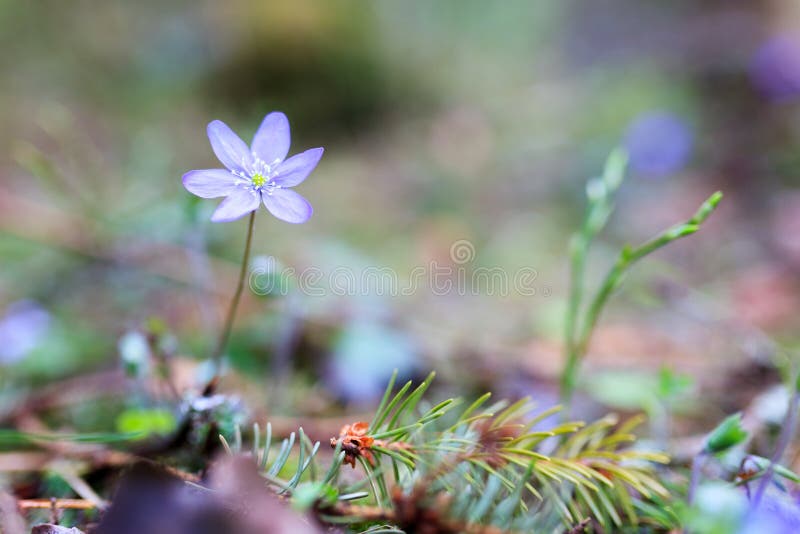 Beautiful Common Hepatica Flower at Forest Stock Photo - Image of leaf ...